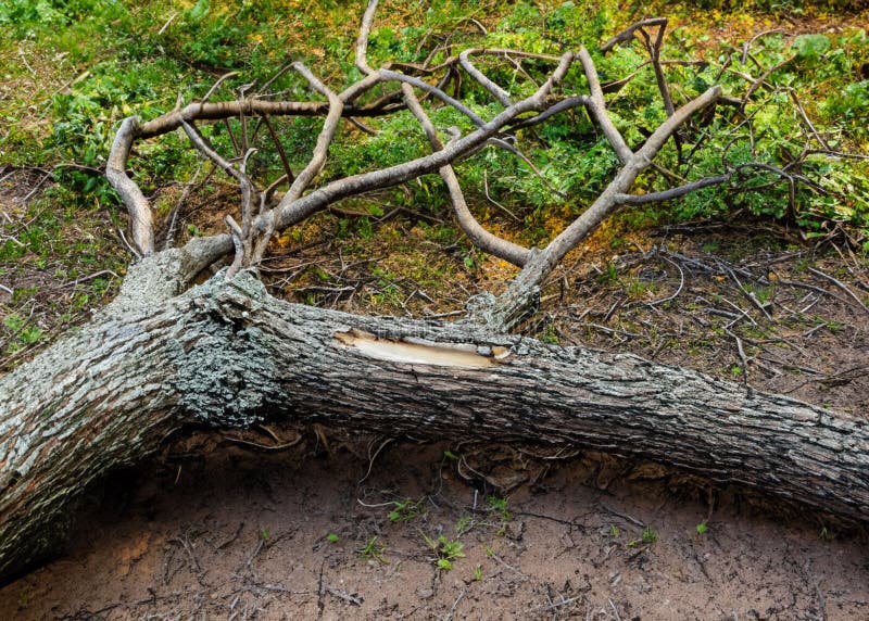 LYING TREE on GROUND ai stock illustration. Illustration of autumn ...