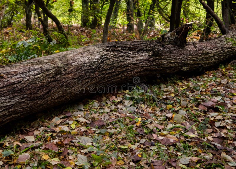 LYING TREE on GROUND ai stock illustration. Illustration of flower ...