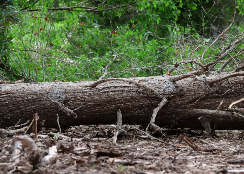LYING TREE on GROUND ai stock illustration. Illustration of lying ...