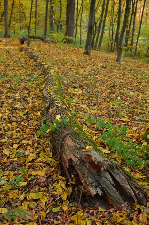 Lying Tree Trunk with Autumn Leaves in the Woods Stock Image - Image of ...