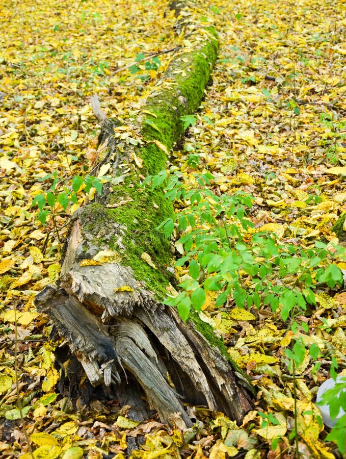 Lying Tree Trunk with Autumn Leaves in the Woods Stock Image - Image of ...