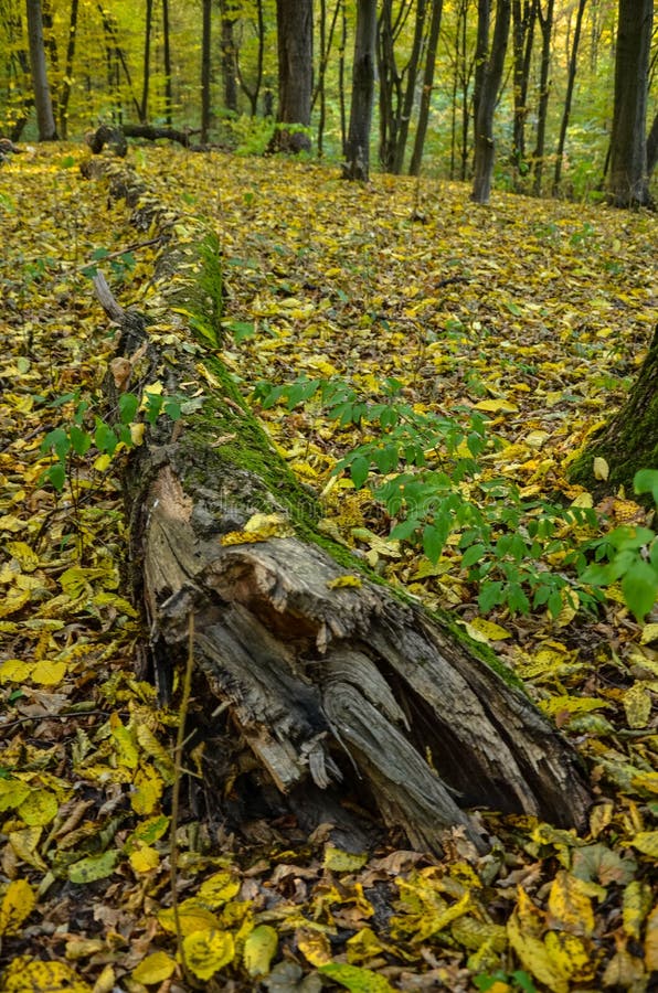 Lying Tree Trunk with Autumn Leaves in the Woods Stock Photo - Image of ...