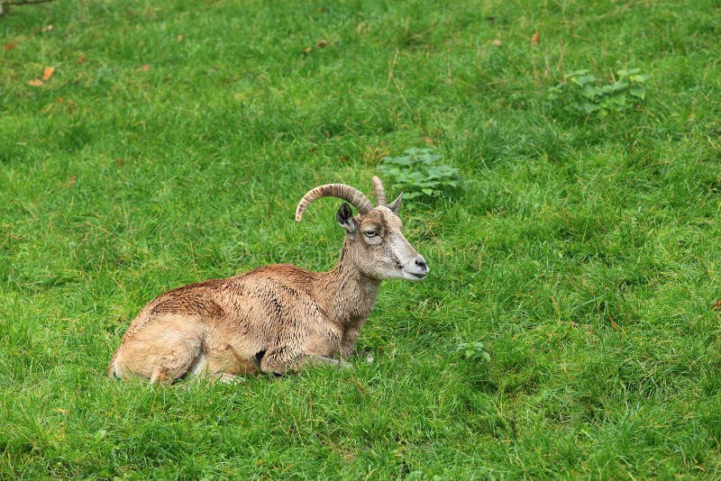 126 Urial Stock Photos - Free & Royalty-Free Stock Photos from Dreamstime