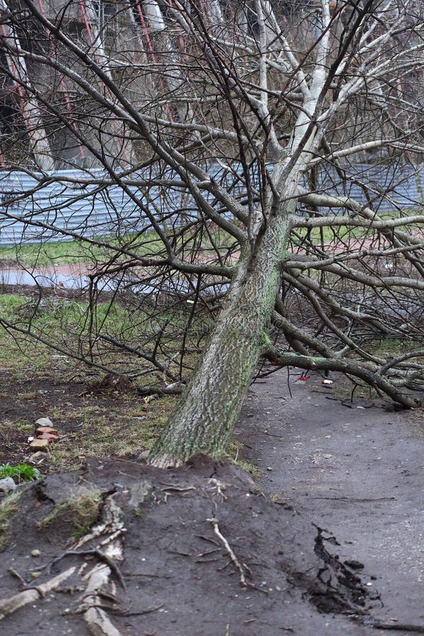 Lying in the Yard of an Apartment Building a Broken Tree after the ...