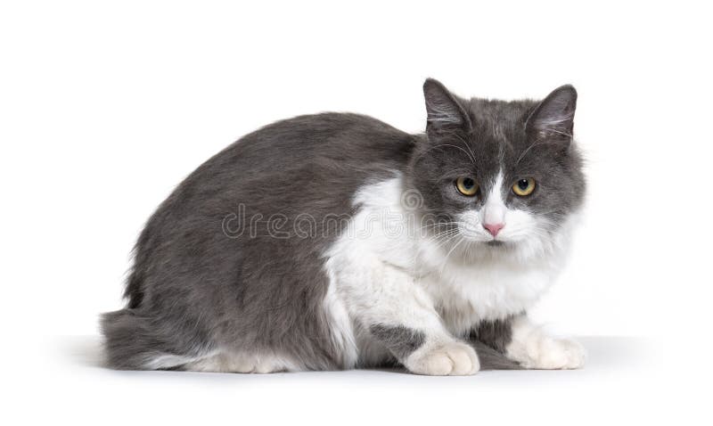 Young Crossbreed Cat Looking Up Stock Photo - Image of kitty, mammal ...