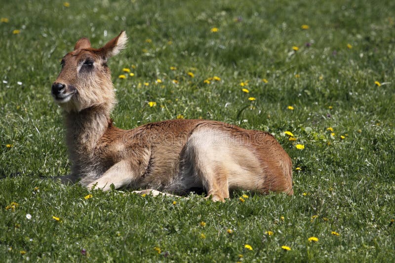 Lying young nile lechwe stock photo. Image of juvenile - 14050352