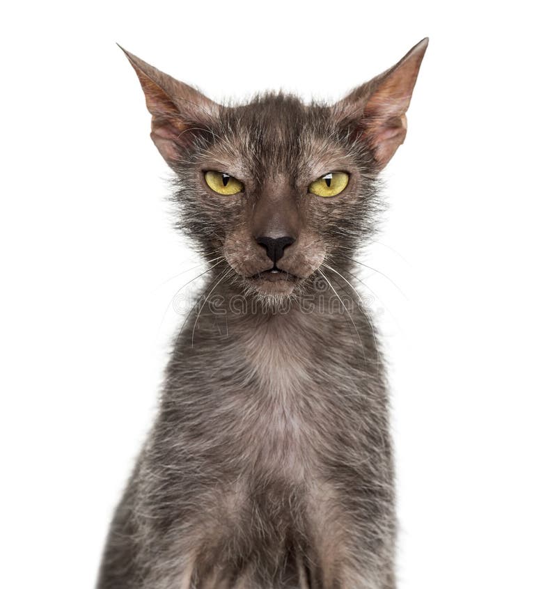 Werewolf Cat