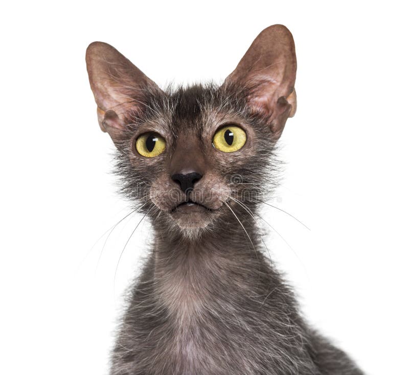 Lykoi katt fotografering för bildbyråer. Bild av varnar - 109020417