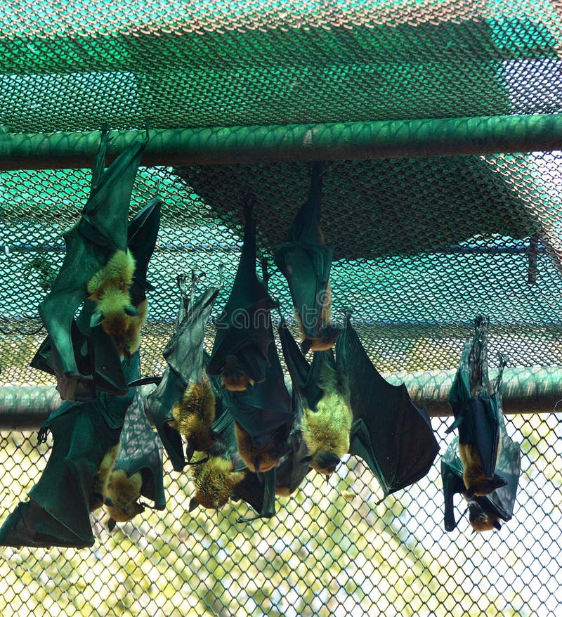 Lyle`s Flying Fox Pteropus Lylei Bat Sleeping Stock Photo - Image of ...