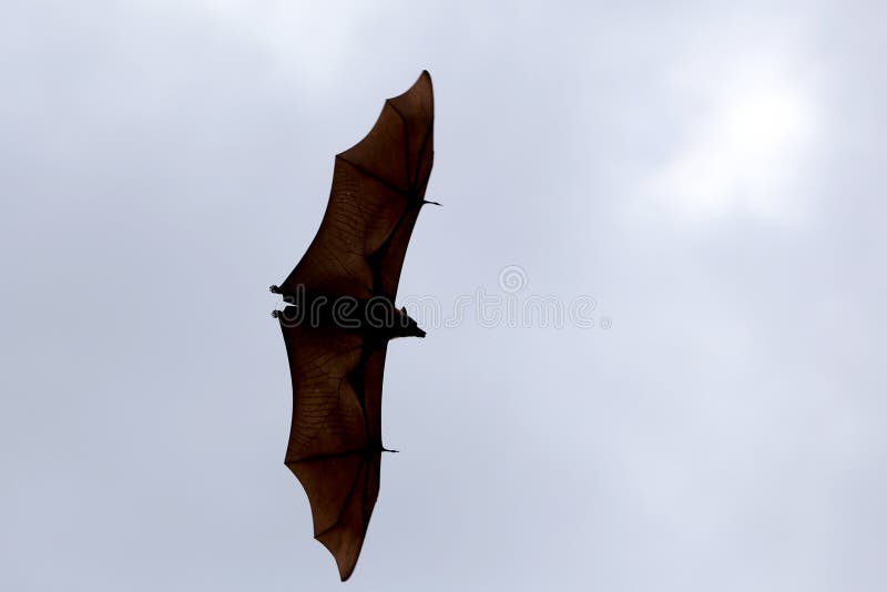 Lyle`s Flying Fox Pteropus Lylei Bat Sleeping Stock Photo - Image of ...