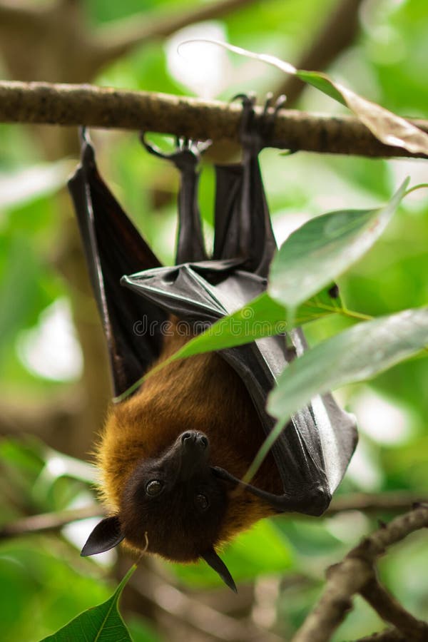 Lyle s flying fox stock image. Image of national, habitat - 74695127