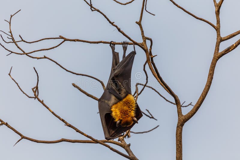 Lyle s flying fox stock photo. Image of mare, asia, pteropus - 72972710