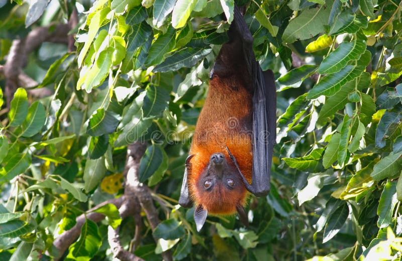 Lyle`s Flying Fox Pteropus Lylei Bat Sleeping on the Tree Stock Image ...