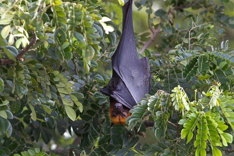 Lyle`s Flying Fox Pteropus Lylei Bat Sleeping Stock Photo - Image of ...