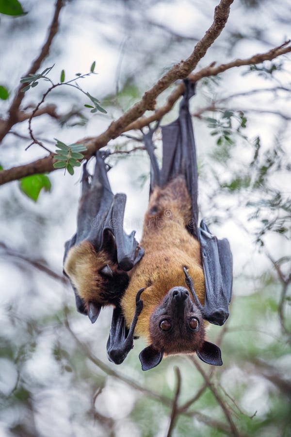 Lyle S Flying Fox ( Pteropus Lylei). Stock Image - Image of woods ...