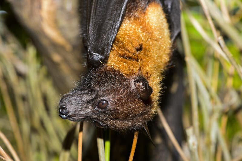 Lyle`s Flying Fox Pteropus Lylei Stock Image - Image of mammals, fauna ...