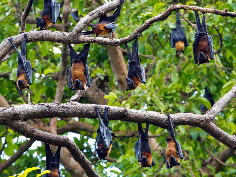 Lyle S Flying Fox Resting on a Tree. Stock Image - Image of green ...