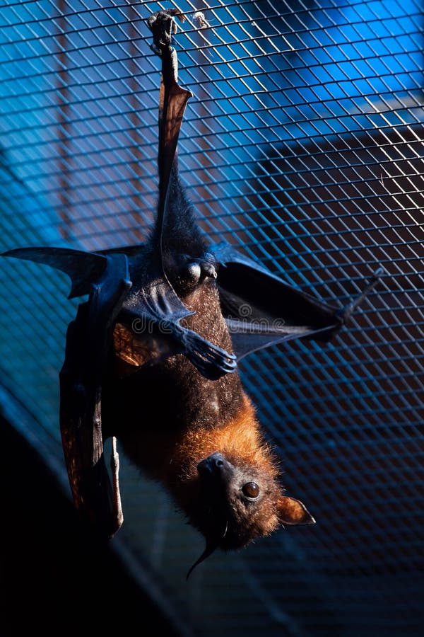 Lyle S Flying Fox (Pteropus Lylei). Stock Image - Image of vietnam ...