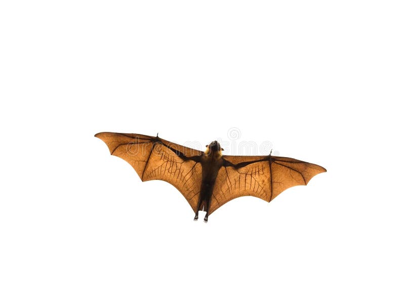 Lyle s flying fox. stock image. Image of green, brown - 270730781