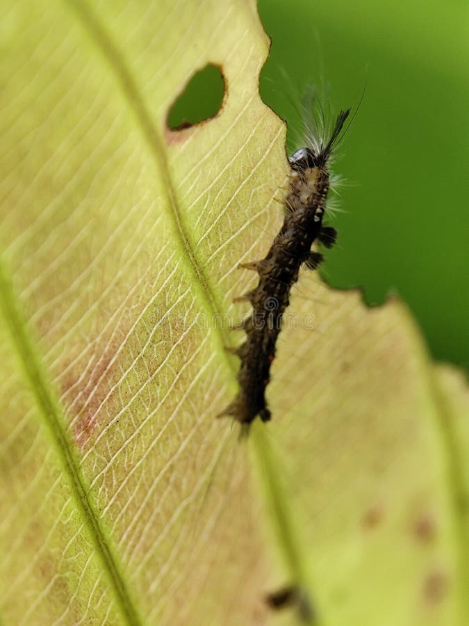This is a Lymantria Dispar Dispar Larva, a Polyphagous Caterpillar ...