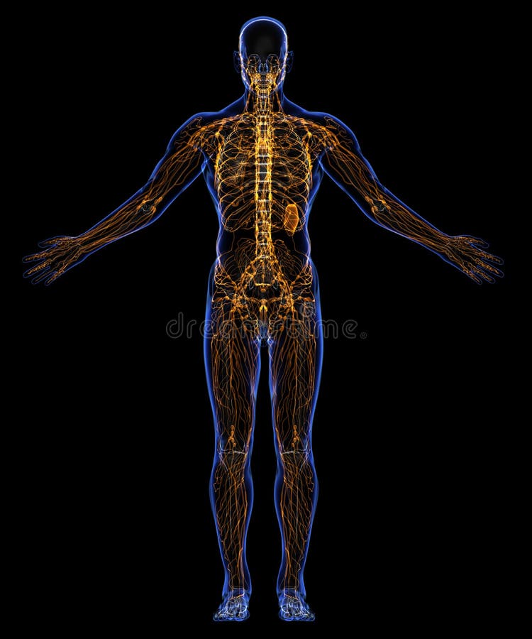 Lymfsystemet och skelettet stock illustrationer. Illustration av ...