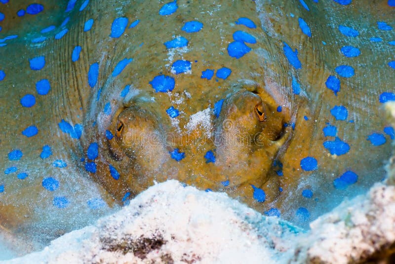 Lymma face stock image. Image of exotic, taeniura, animal - 28543581