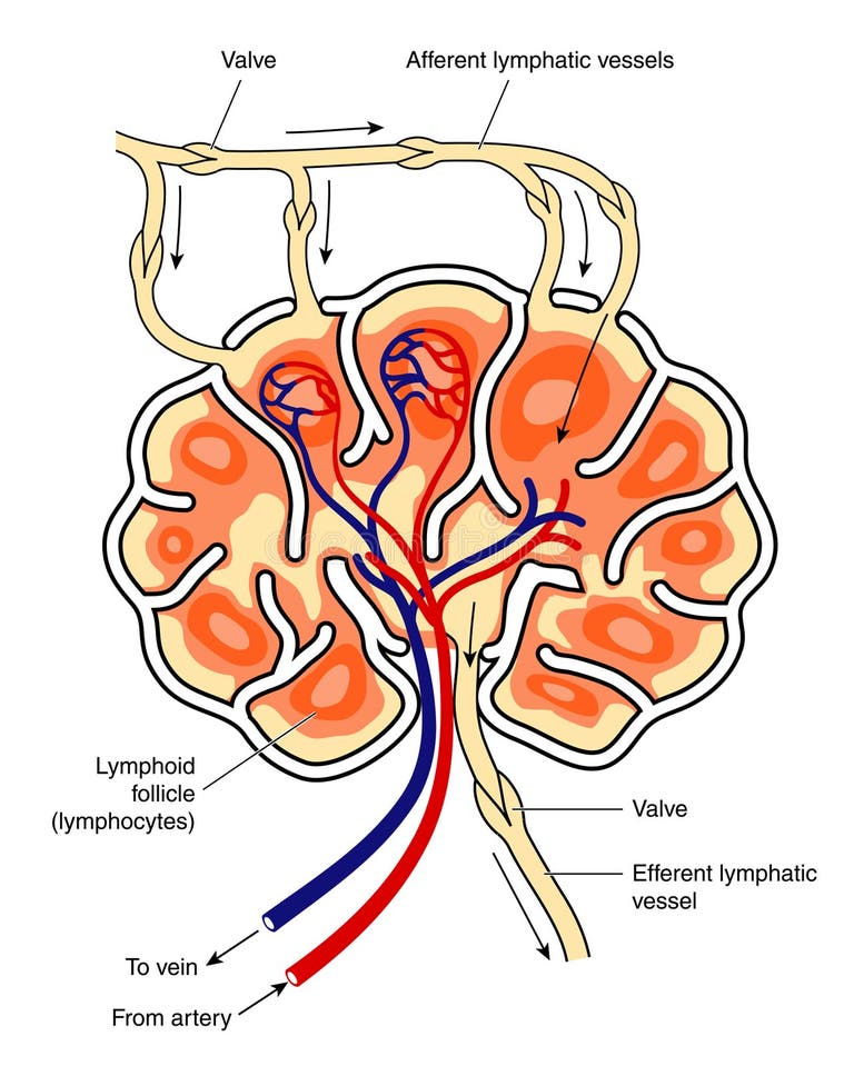 Lymph Node Anatomy Stock Illustrations – 1,560 Lymph Node Anatomy Stock ...