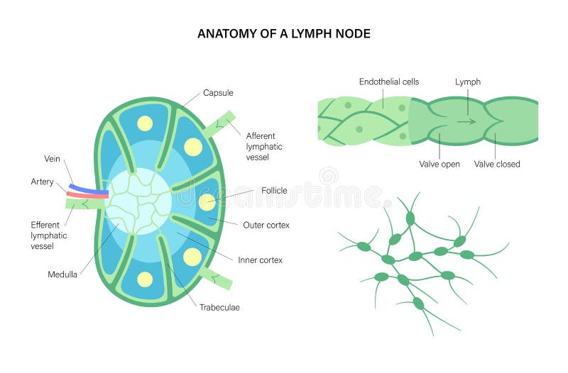 Body Node Stock Illustrations – 1,495 Body Node Stock Illustrations ...