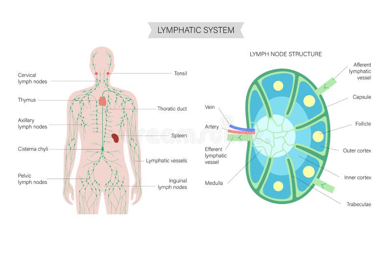 Lymph Node Anatomy Stock Vector Illustration Of Vascular 207782239