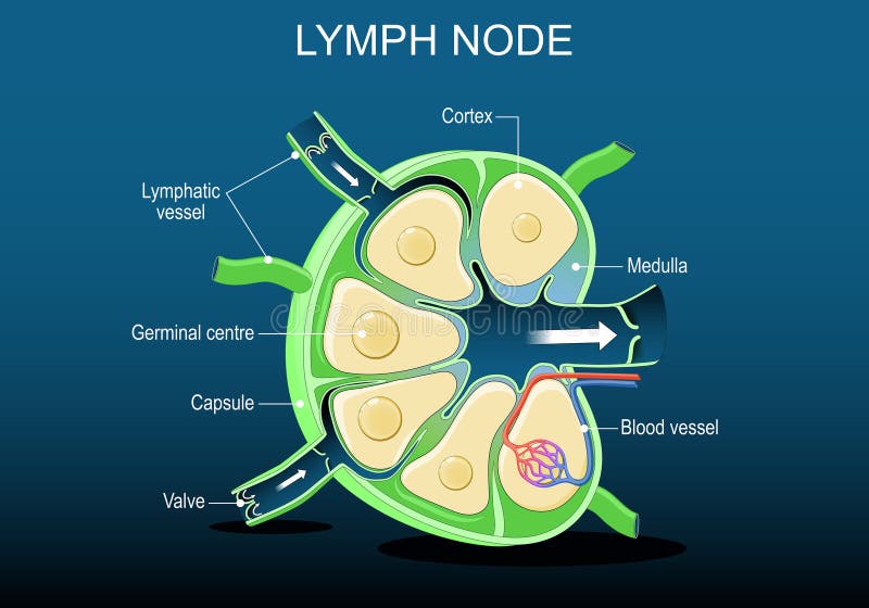 Anatomy Of The Lymph Nodes