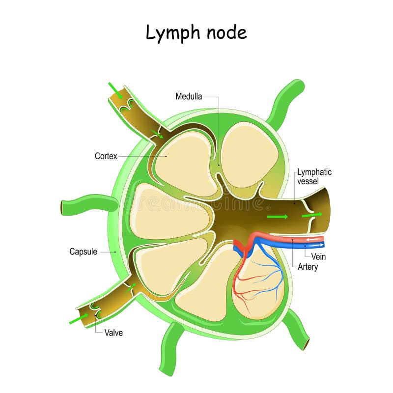 Lymph Node Anatomy stock vector. Illustration of lymphocyte - 185705799 Lymph Node Anatomy stock vector. Illustration of lymphocyte - 185705799