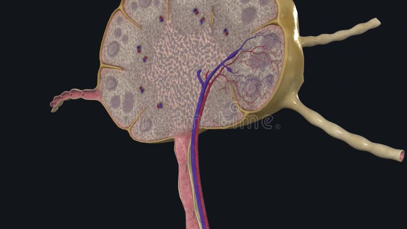 Lymph Node and Blood Vessels Stock Video - Video of artery, blocked ...