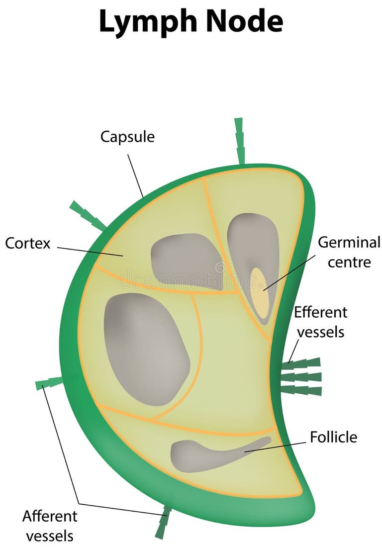 Lymph Node Anatomy Stock Illustrations – 1,560 Lymph Node Anatomy Stock ...