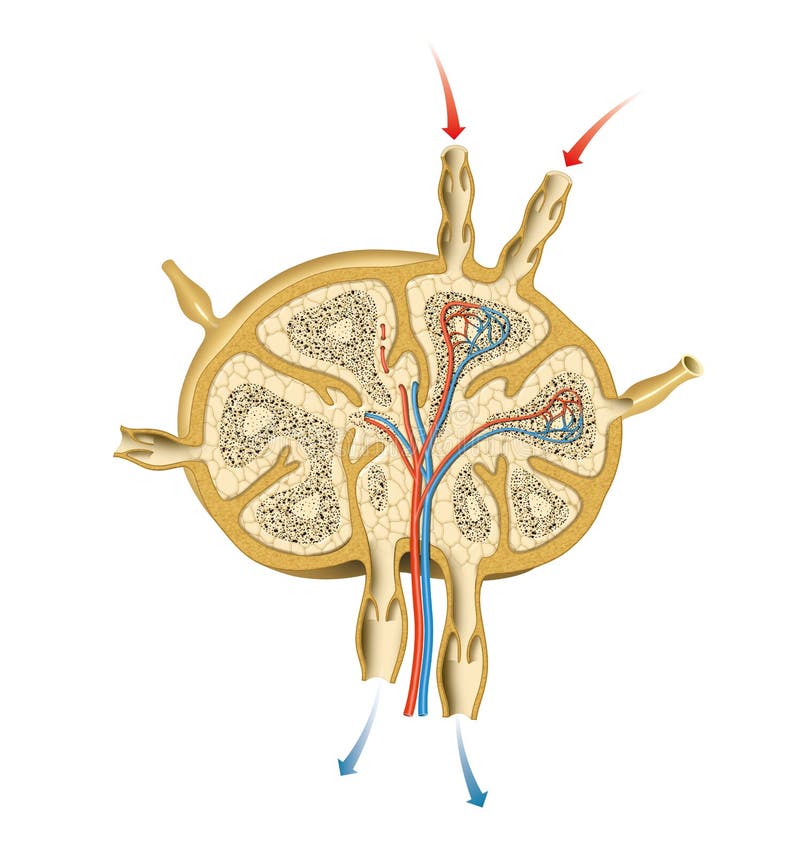 Structure Of A Lymph Node Stock Vector Illustration Of Immunity 24423741