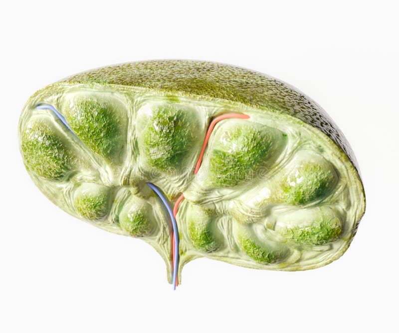 Gland Lymph Stock Illustrations 1 249 Gland Lymph Stock Illustrations