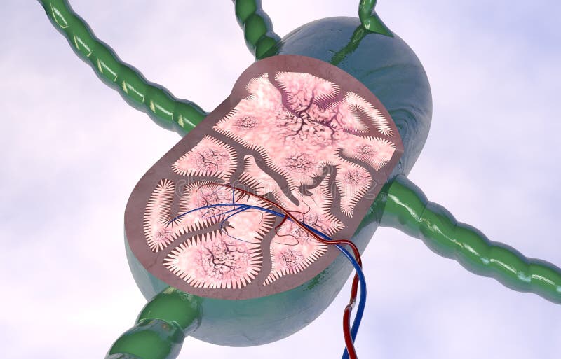 Lymph Node Section 3d Anatomy Stock Illustration - Illustration of ...