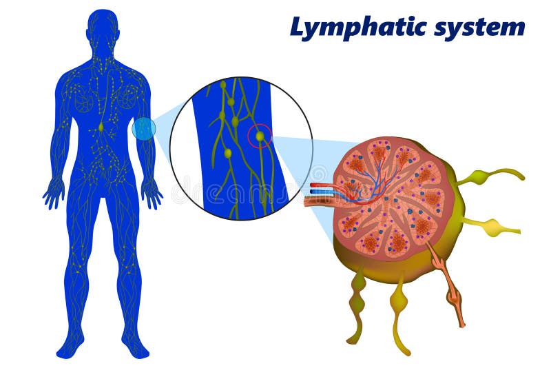 A Lymph Node Showing Afferent and Efferent Lymphatic Vessels Stock ...
