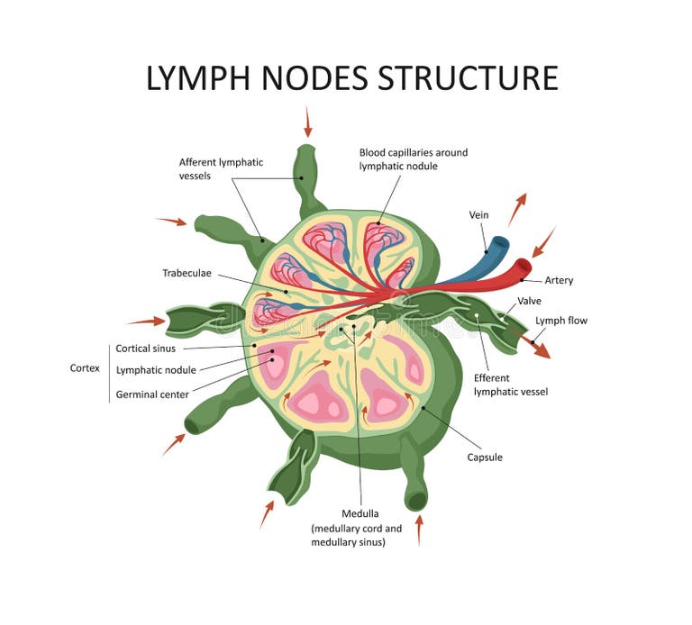 Lymph Node Structure Medical Educational Science Vector Illustration ...