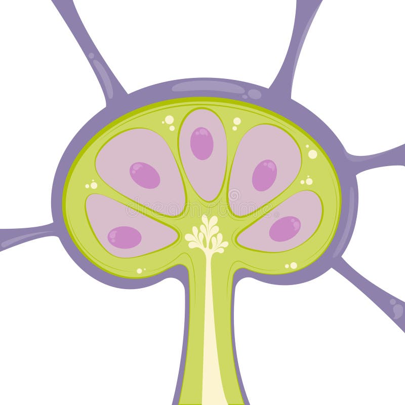 Lymph Node Vector Illustration Presentation Template Graphic Stock ...