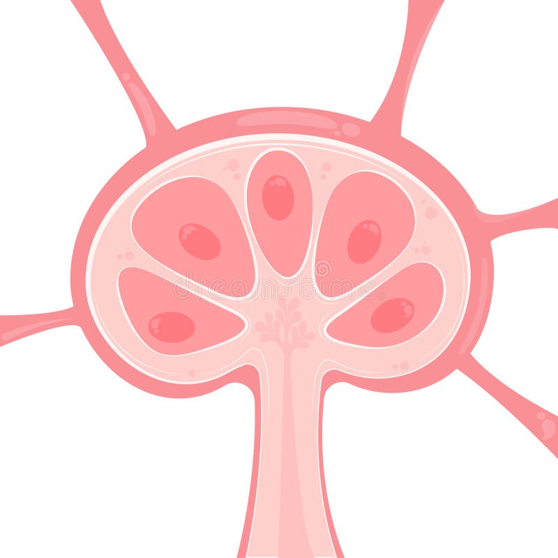 Lymph Node Vector Illustration Presentation Template Graphic Stock ...