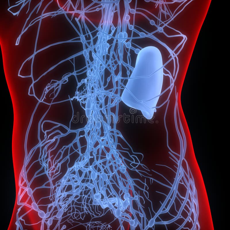 Human Internal Organ of Urinary System Kidneys with Bladder Anatomy X ...