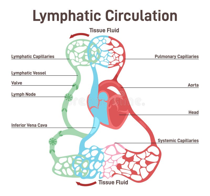 Lymphatic Circulation Stock Illustrations – 257 Lymphatic Circulation ...
