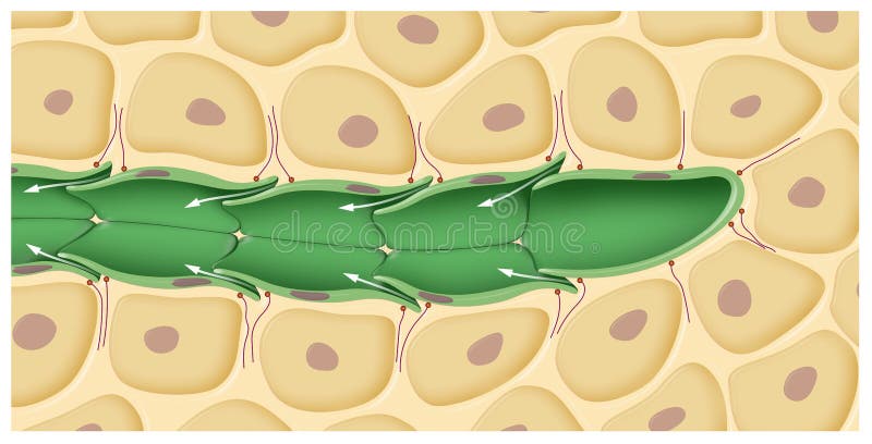 Lymphatic Circulation and the Structure of Lymphatic Vessels Stock ...