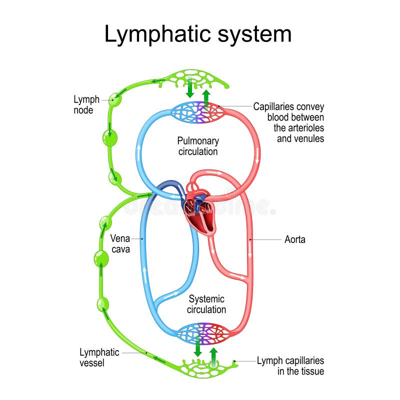 Lymphatic Circulation System. Parts of Immune and Circulatory System ...