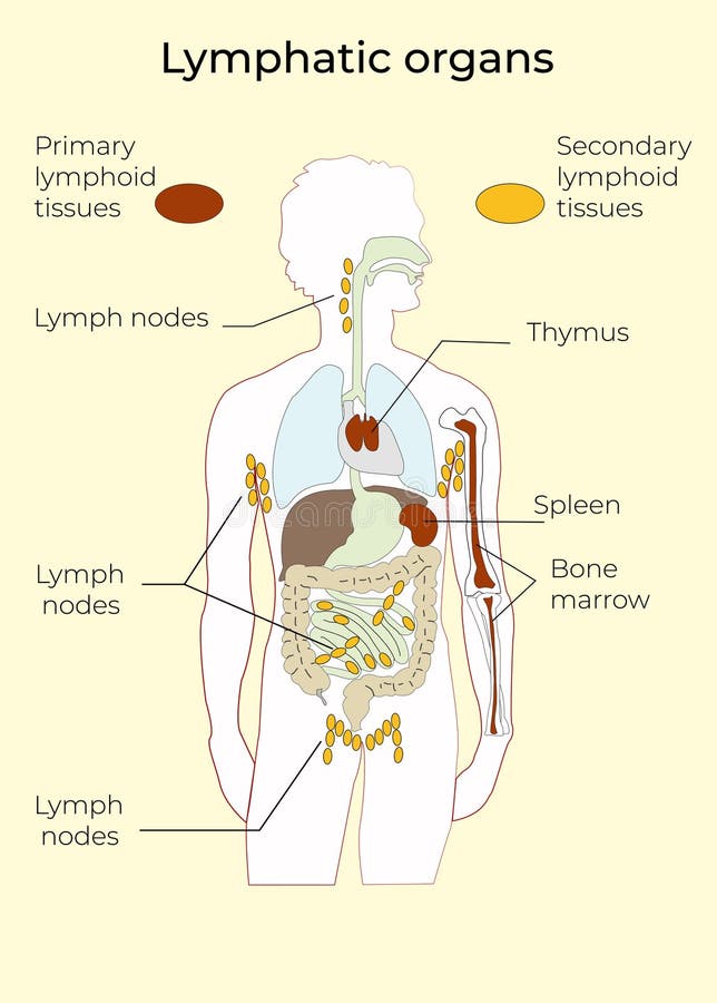 Secondary Organs Stock Illustrations – 9 Secondary Organs Stock ...