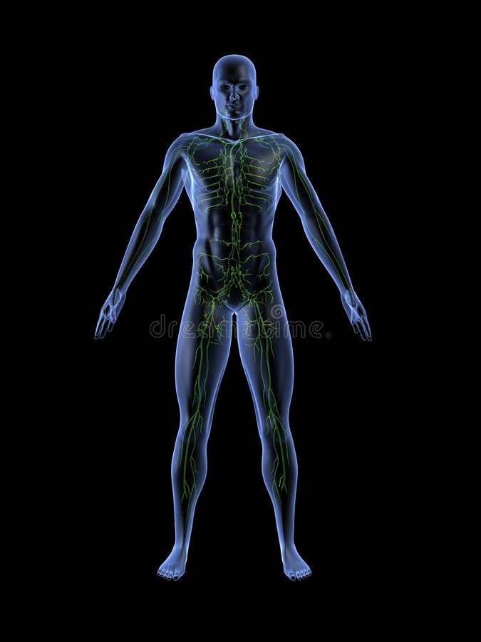 Lymphatic system stock illustration. Illustration of medical - 1454259
