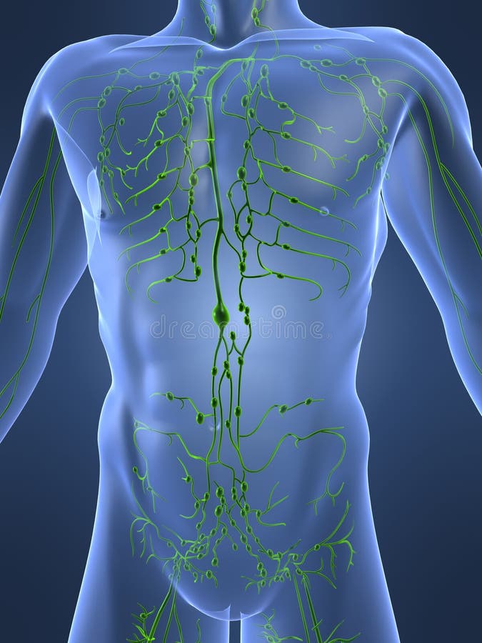Lymphatic system stock illustration. Illustration of gland - 1454359