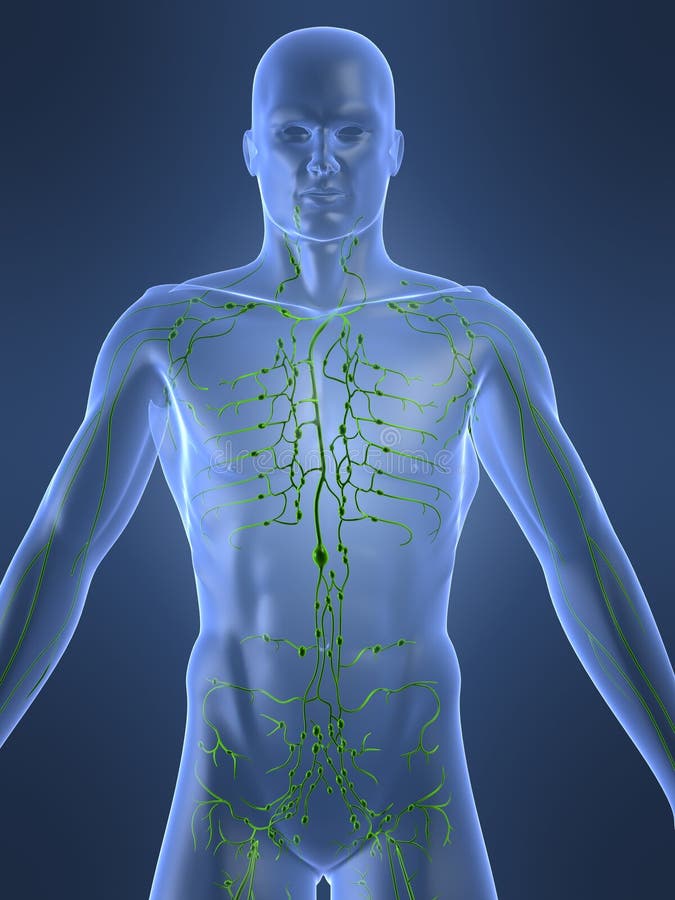 3d Render Medical Illustration of the Lymphatic System Stock ...