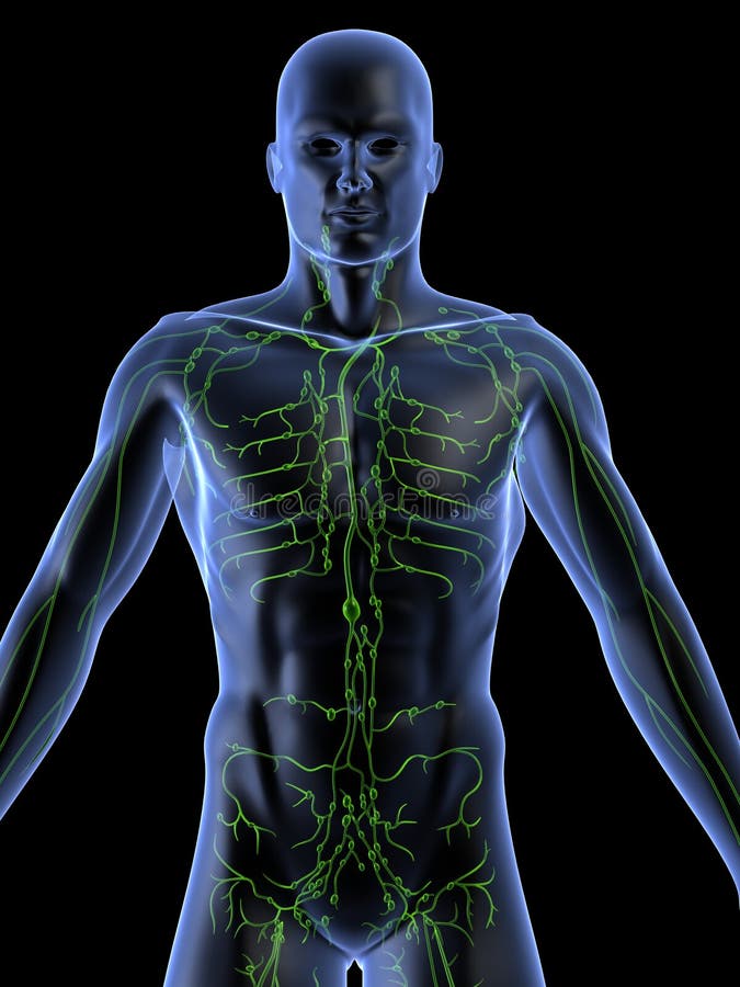 Transparent Lymphatic System of Man Stock Illustration - Illustration ...