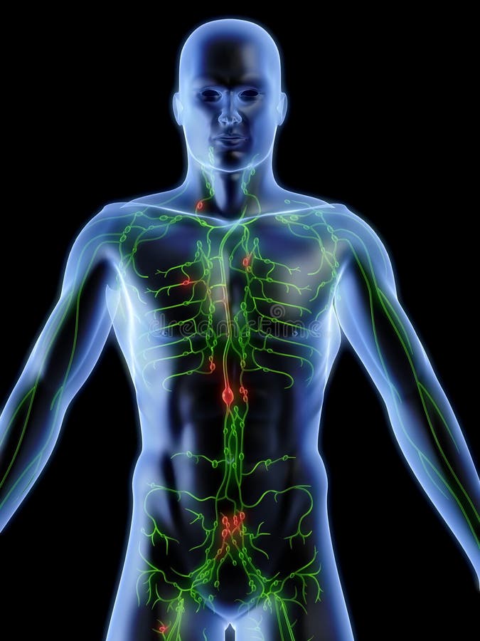 Lymphatic system stock illustration. Illustration of lymphatic - 1454359